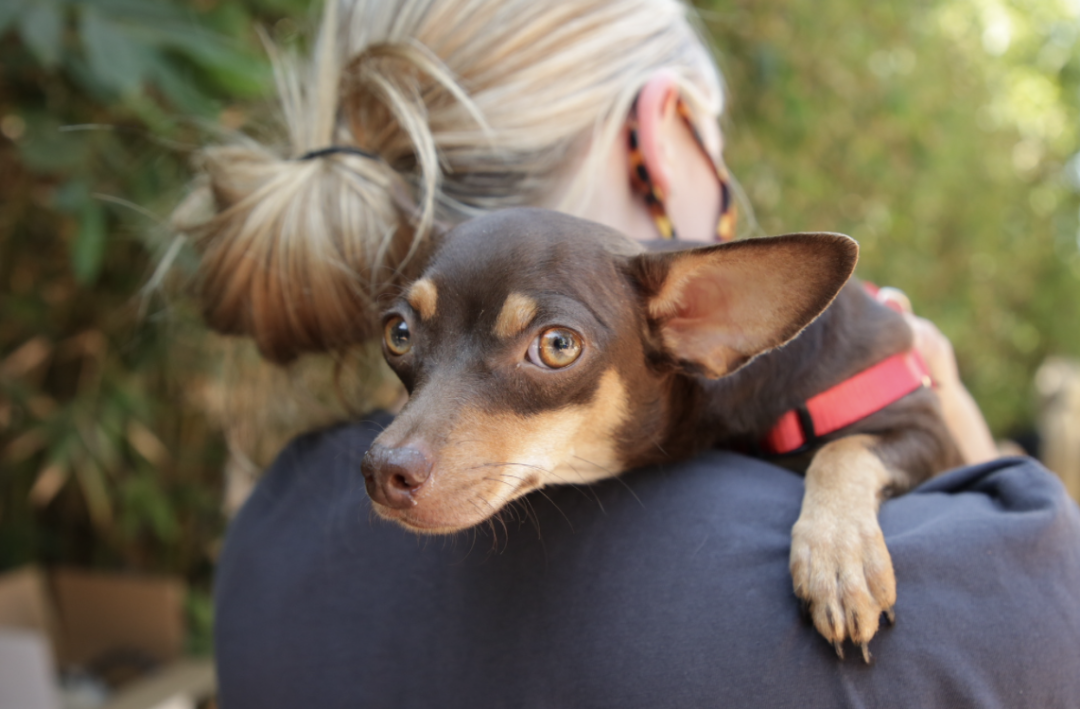 9 Places to Adopt a Dog in Los Angeles | The LA Girl