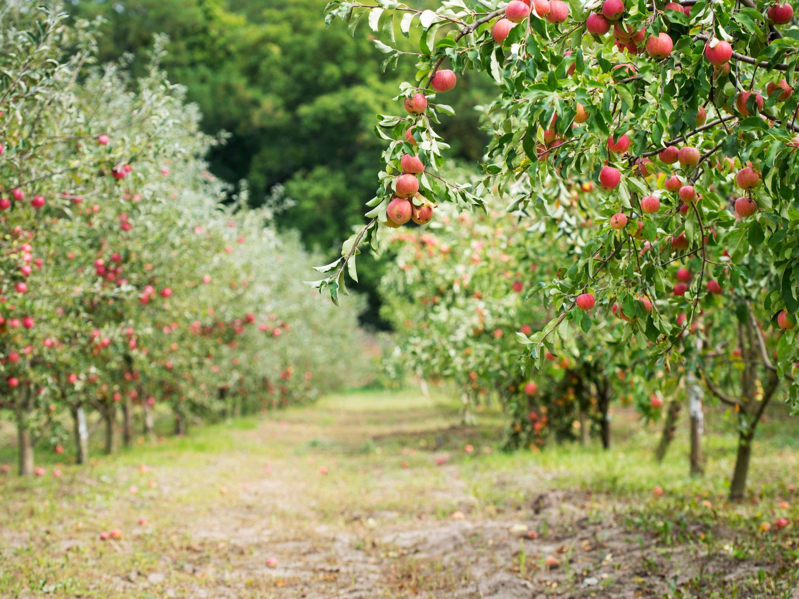 5 Best Places to go Apple Picking Near LA - The LA Girl