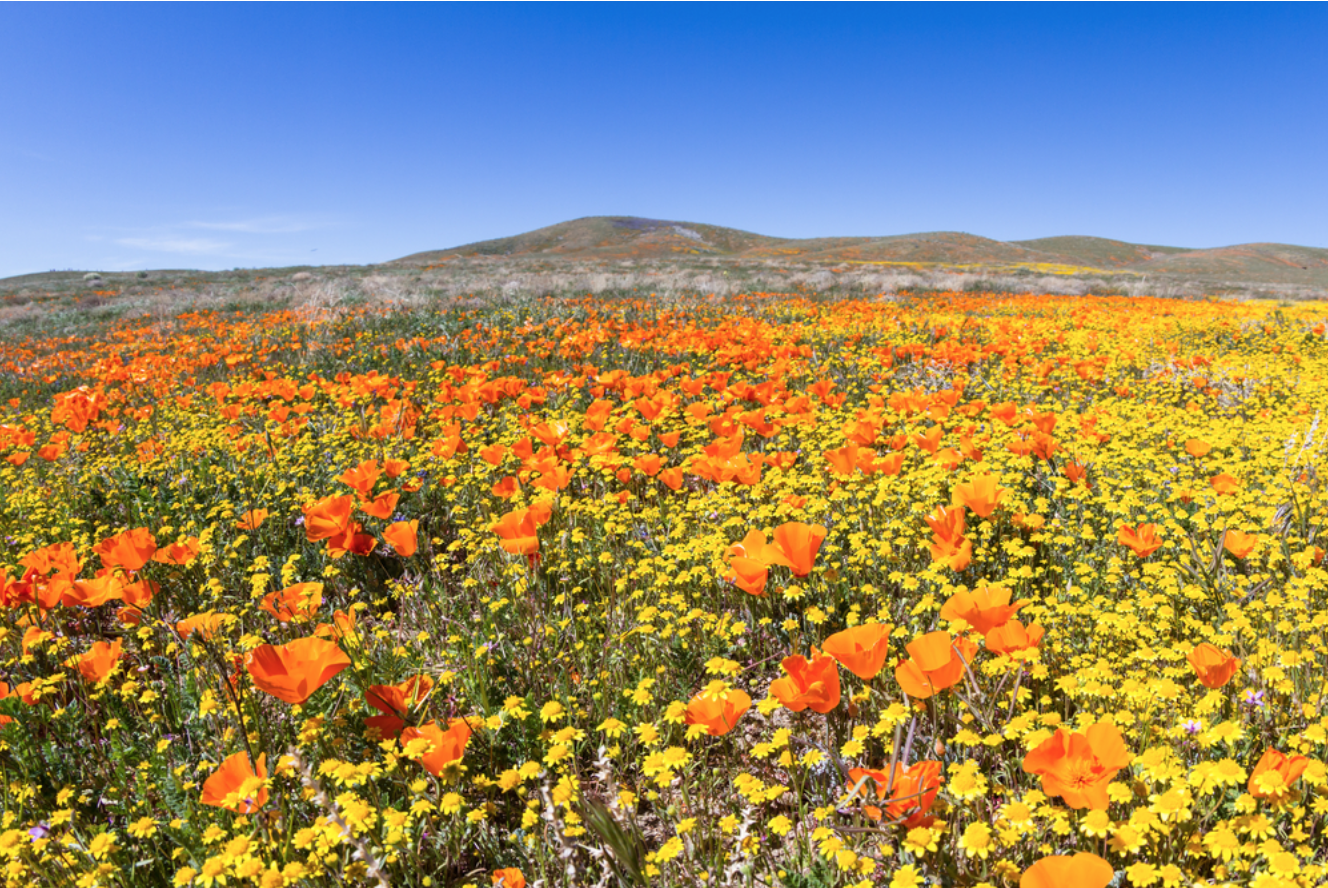 7 Pretty Places to See the Super Bloom in LA (or Within Driving Distance)